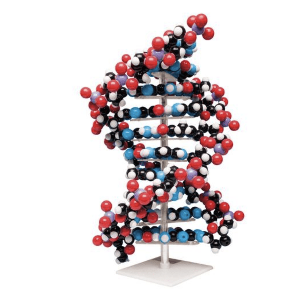 Stor model af DNA som samlesæt opbygget af pædagogisk farvet atomer ...